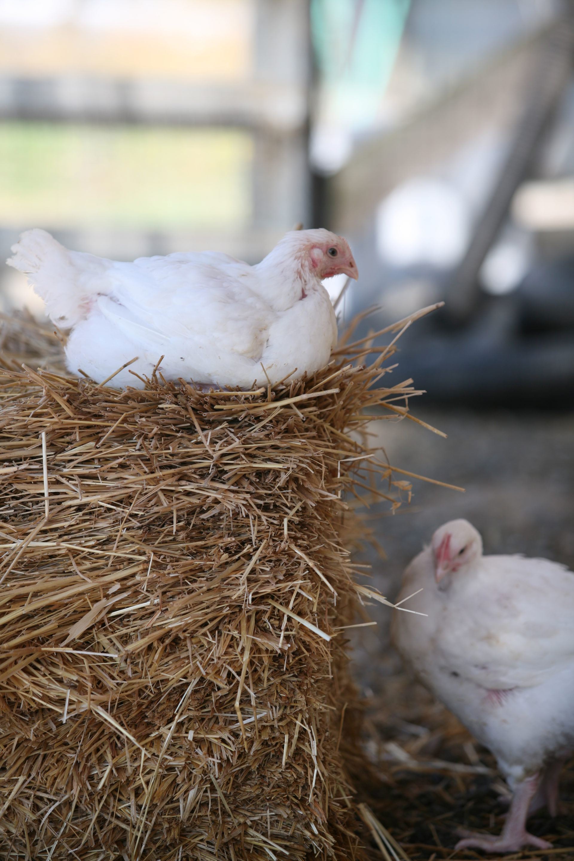 Petaluma Poultry - Oliver's Markets