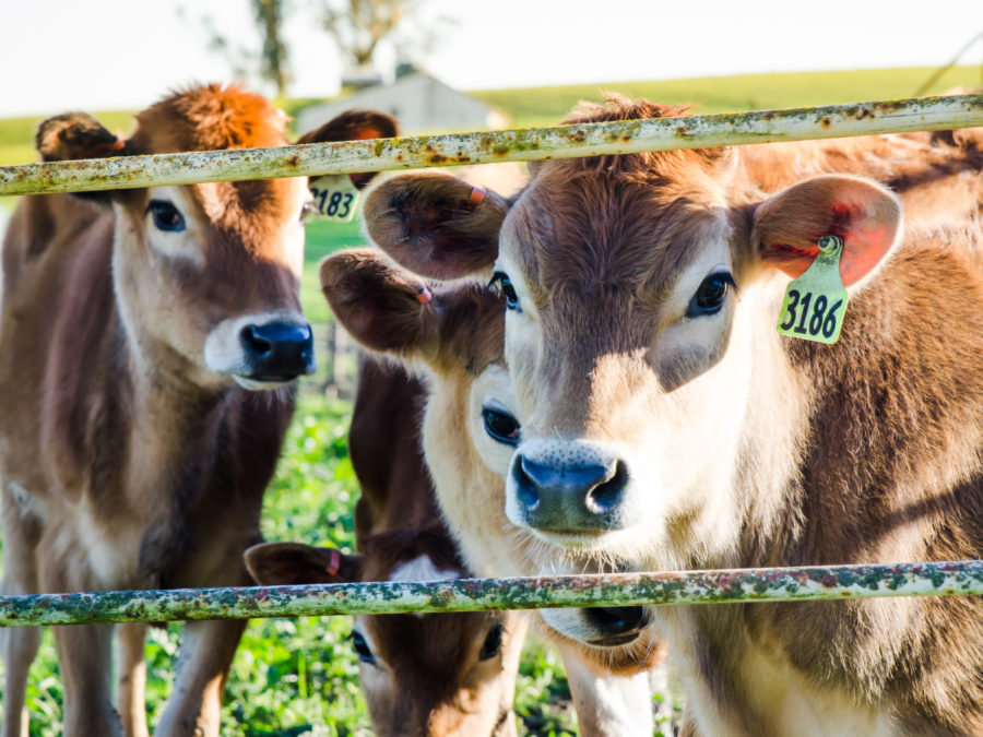 Celebrate Local Legen-Dairy Producers - Oliver's Markets