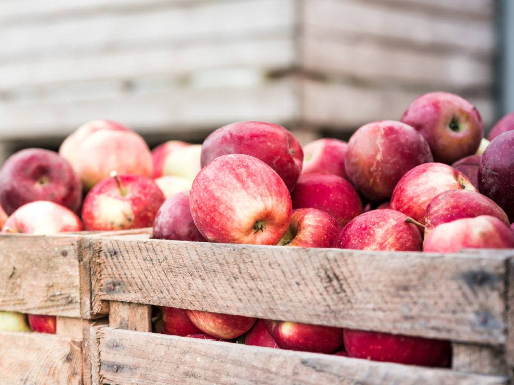 Awesome to the Core: Fresh Local Organic Apples Are Here! - Oliver's ...