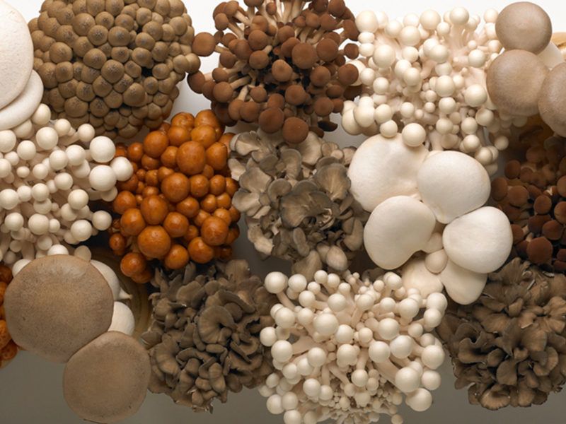 Discover Local Mycopia Gourmet Mushrooms! - Oliver's Markets